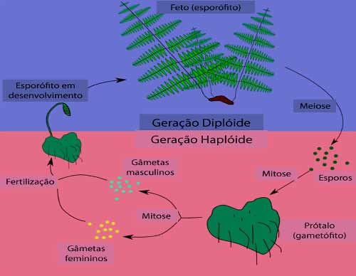 Revista de Ciência Elementar